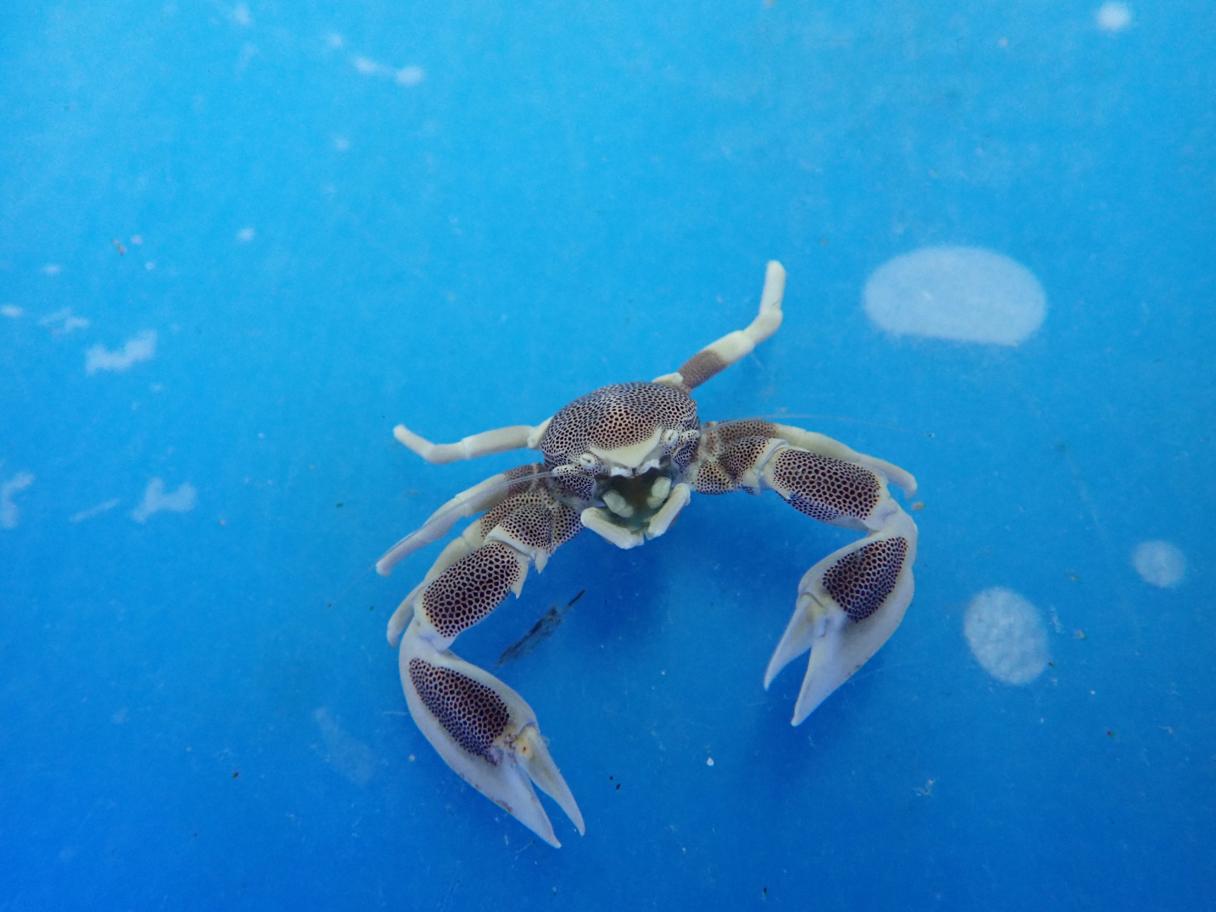 Crabs – Reef Beauties