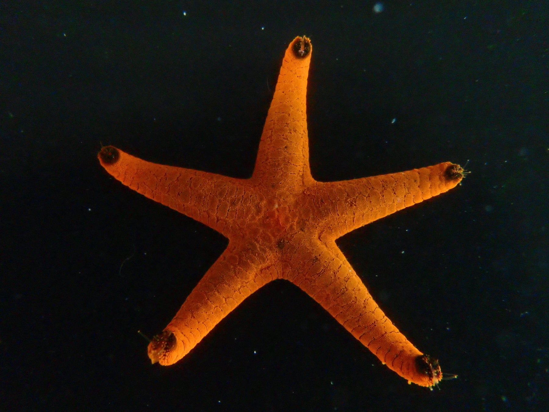 Starfish – Reef Beauties
