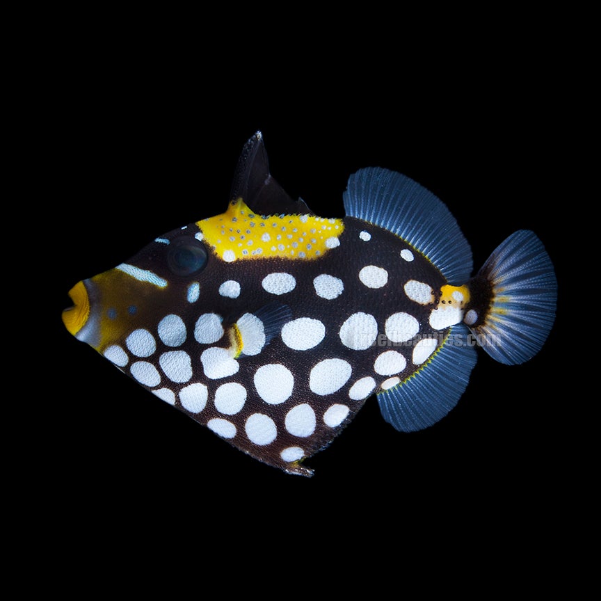 Triggerfish – Reef Beauties