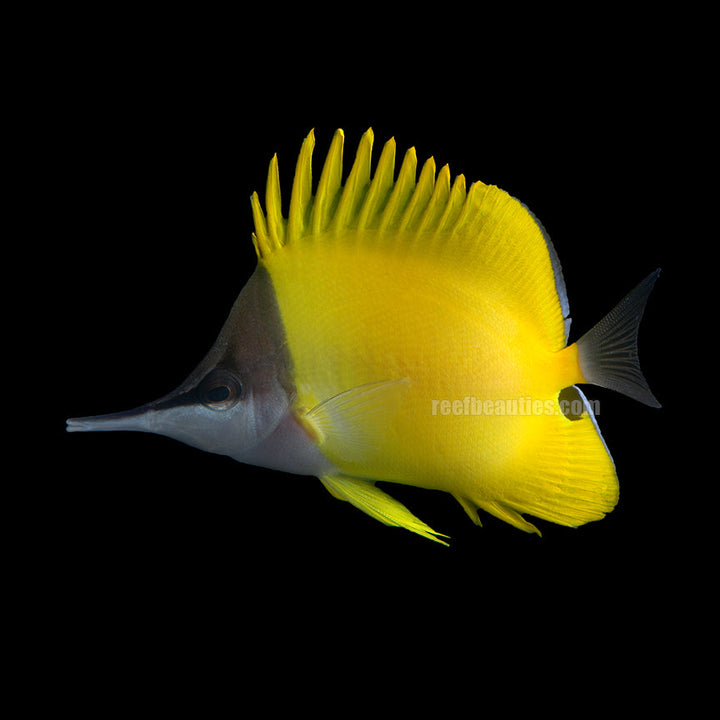 Reef Beauties: Saltwater Fish and Inverts Online