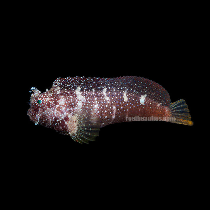 Reef Beauties: Saltwater Fish and Inverts Online