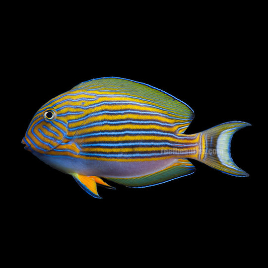 Reef Beauties: Saltwater Fish and Inverts Online