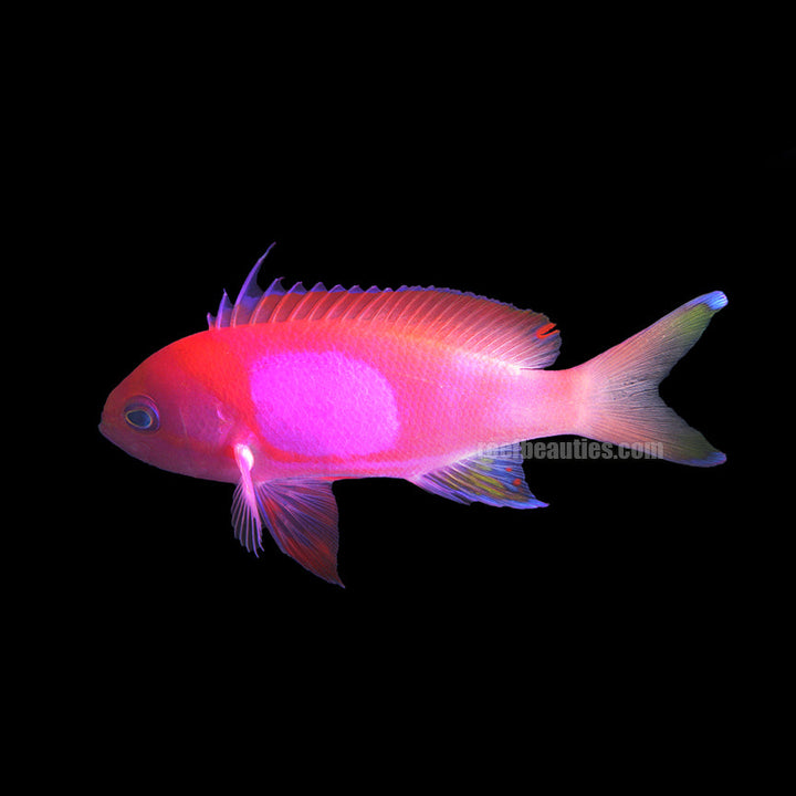 Reef Beauties: Saltwater Fish and Inverts Online