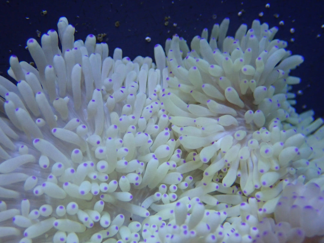 Anemones – Reef Beauties