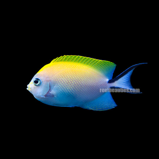 Reef Beauties: Saltwater Fish and Inverts Online