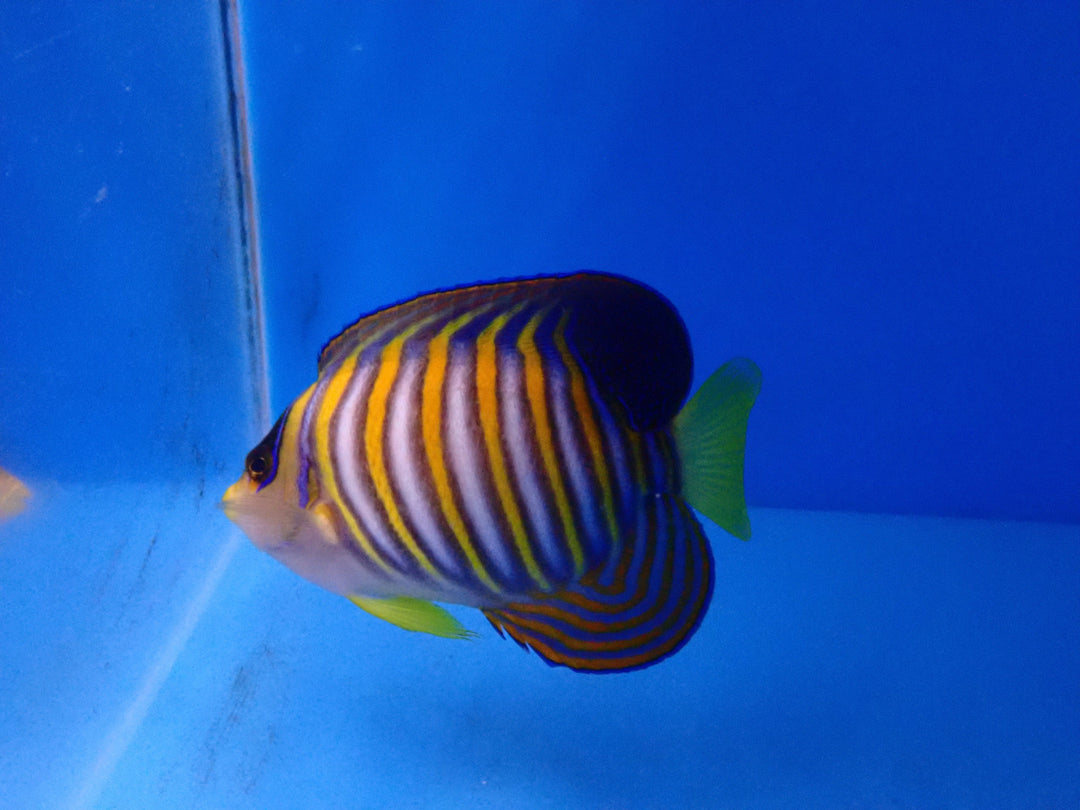 Reef Beauties: Saltwater Fish and Inverts Online