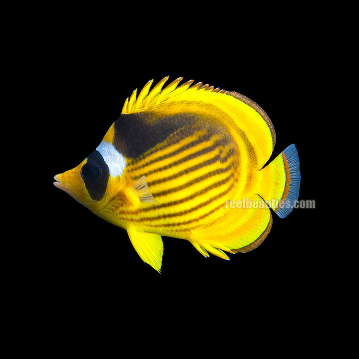 Reef Beauties: Saltwater Fish and Inverts Online