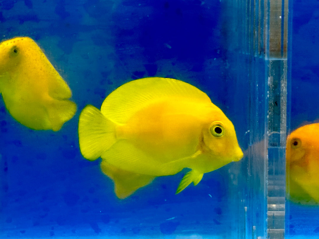 Reef Beauties: Saltwater Fish and Inverts Online