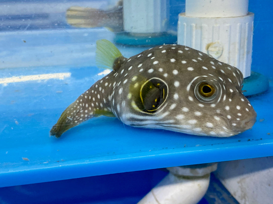 Reef Beauties: Saltwater Fish and Inverts Online