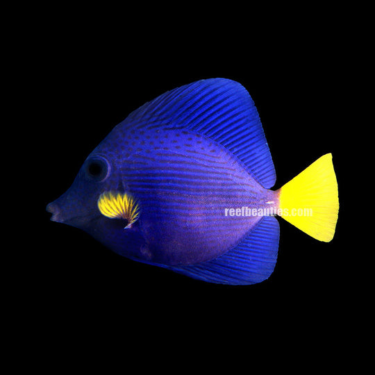 Reef Beauties: Saltwater Fish and Inverts Online