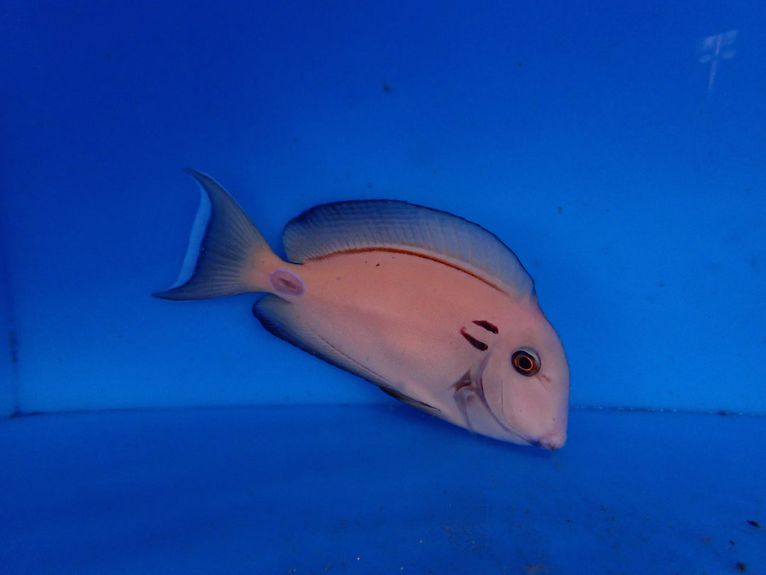 Reef Beauties: Saltwater Fish and Inverts Online
