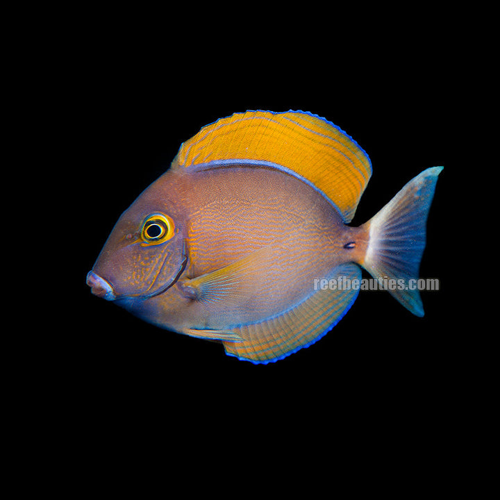Reef Beauties: Saltwater Fish and Inverts Online