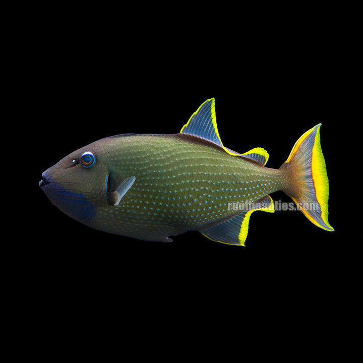 Reef Beauties: Saltwater Fish and Inverts Online