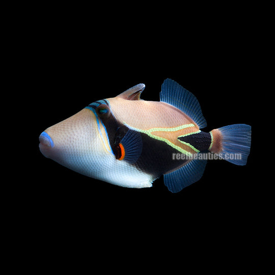 Reef Beauties: Saltwater Fish and Inverts Online