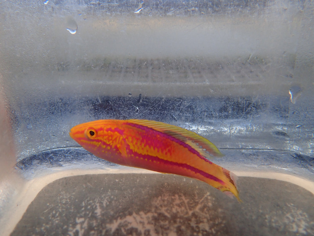 Reef Beauties: Saltwater Fish and Inverts Online