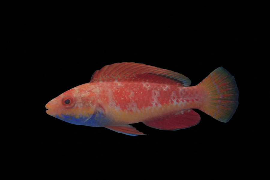 Reef Beauties: Saltwater Fish and Inverts Online