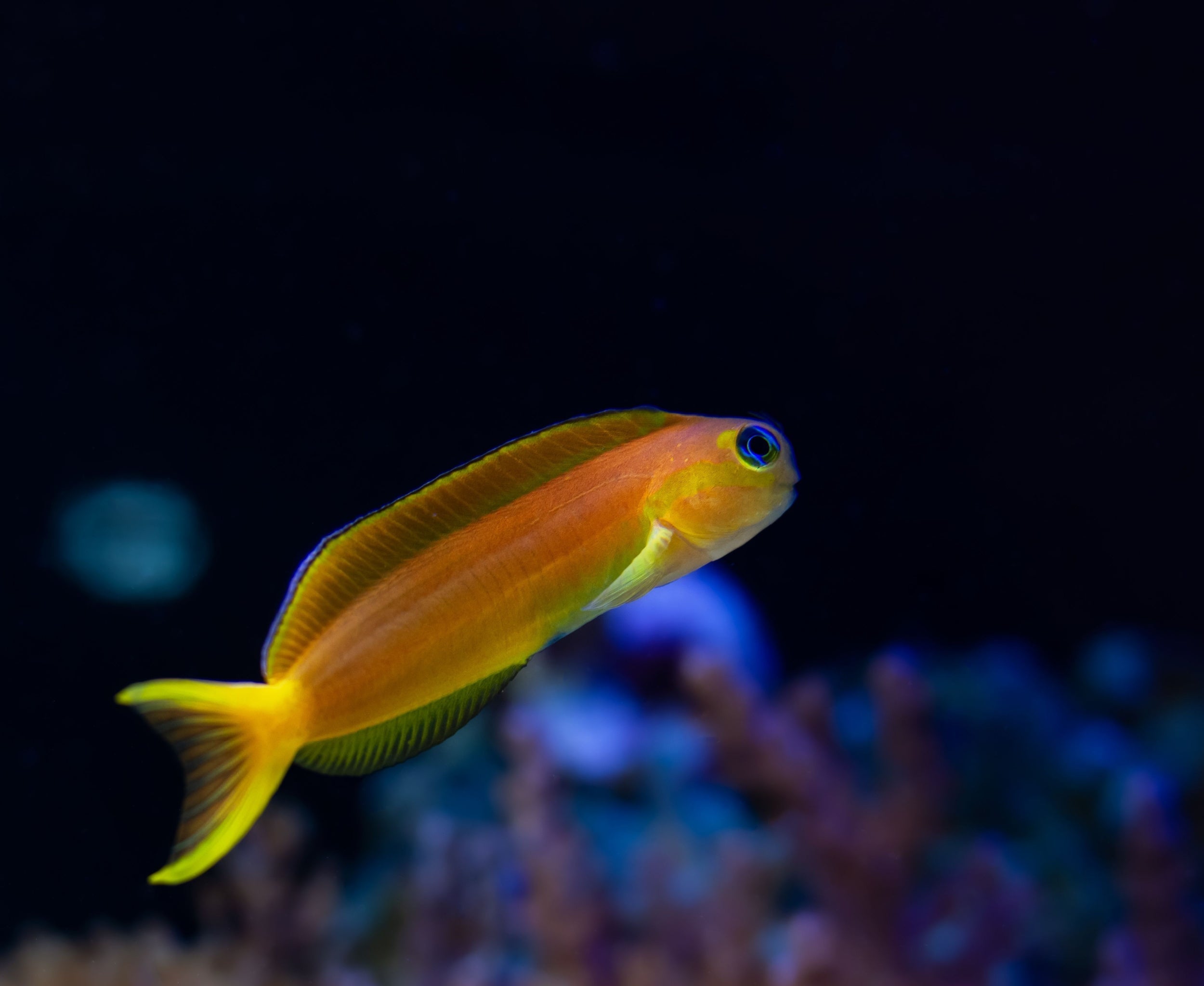 Midas Blenny Srilanka (Ecsenius Midas) – Reef Beauties