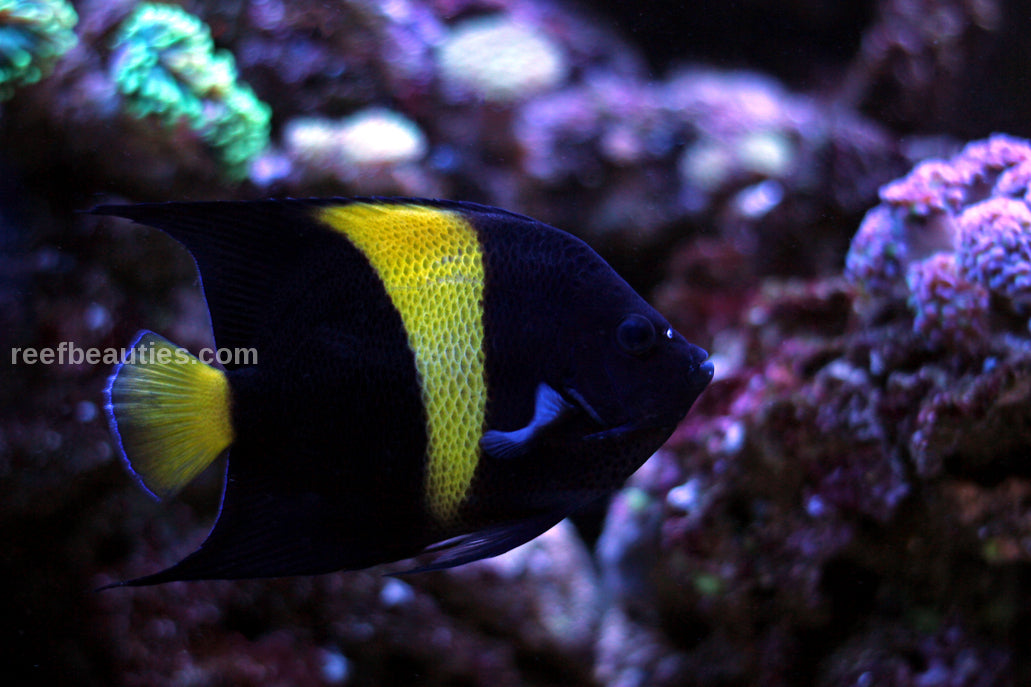 Asfur Angel (Pomacanthus Asfur) – Reef Beauties