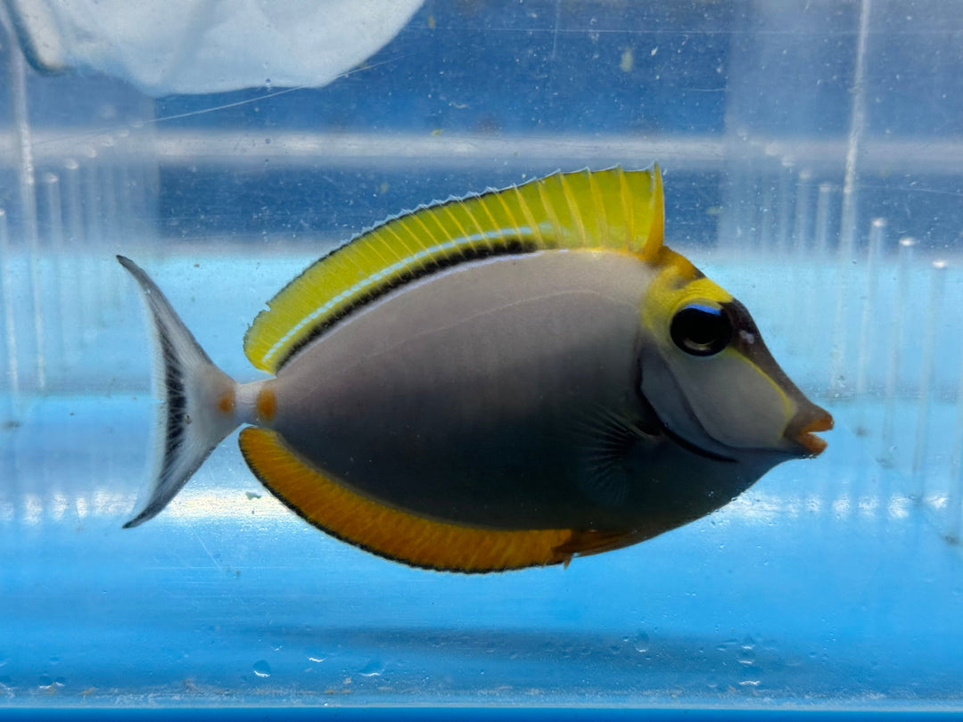 Reef Beauties: Saltwater Fish and Inverts Online