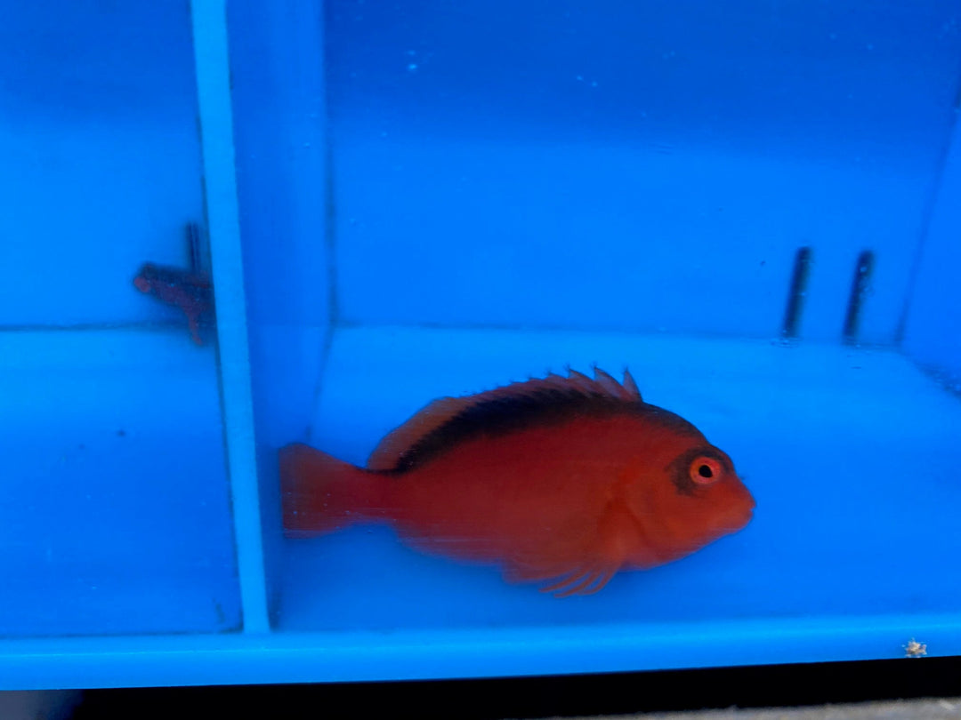 Reef Beauties: Saltwater Fish and Inverts Online