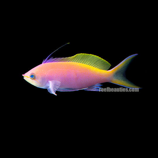 Reef Beauties: Saltwater Fish and Inverts Online