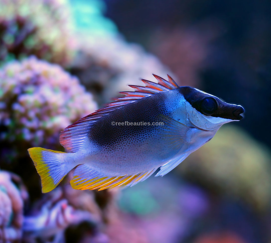 Reef Beauties: Saltwater Fish and Inverts Online