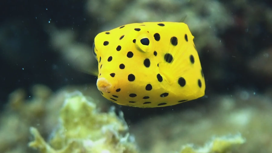 Reef Beauties: Saltwater Fish and Inverts Online