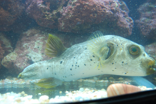 Reef Beauties: Saltwater Fish and Inverts Online