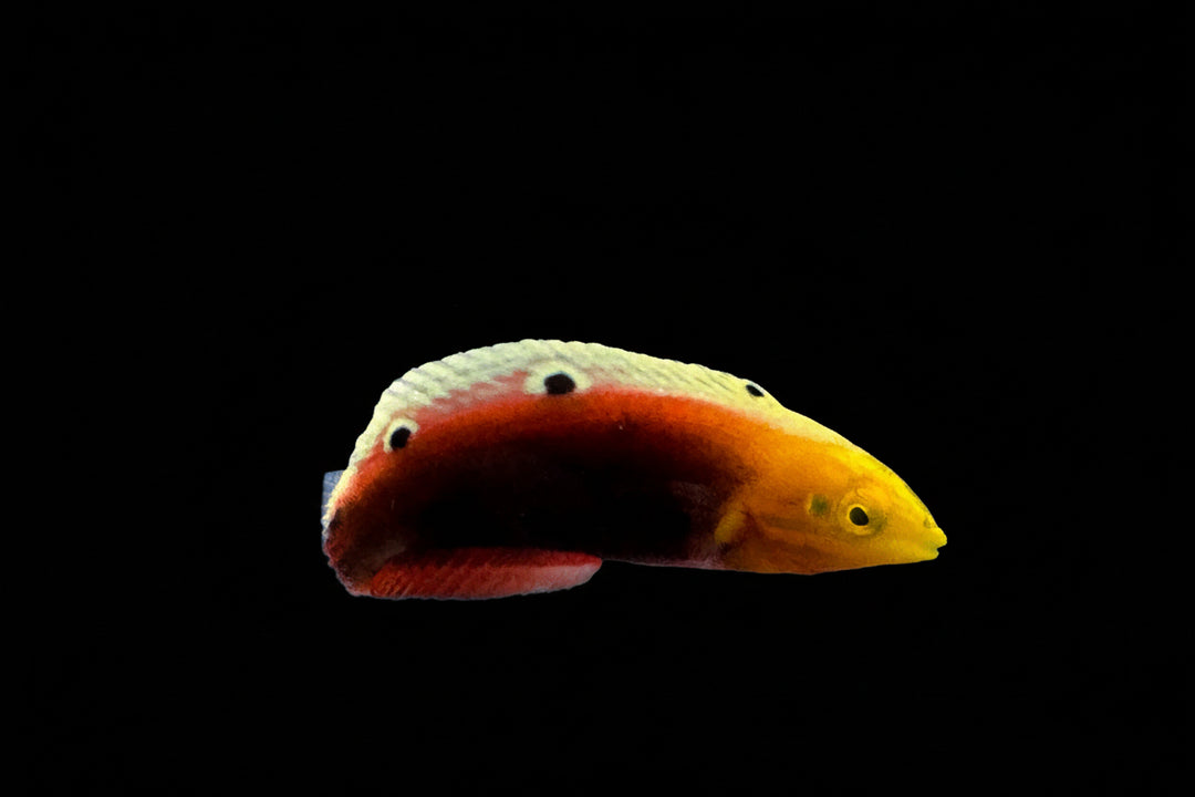 Reef Beauties: Saltwater Fish and Inverts Online