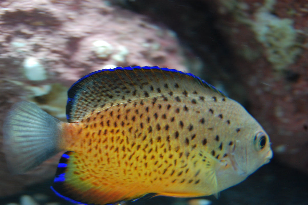 Reef Beauties: Saltwater Fish and Inverts Online