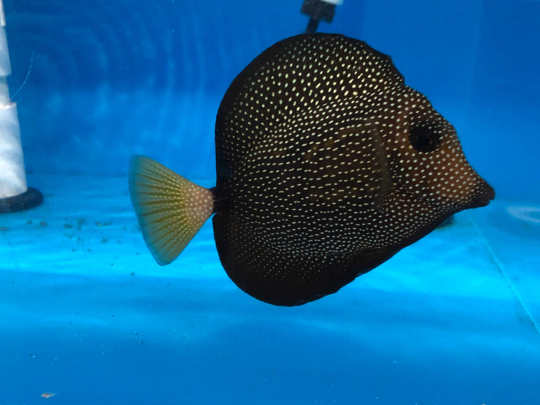 Reef Beauties: Saltwater Fish and Inverts Online