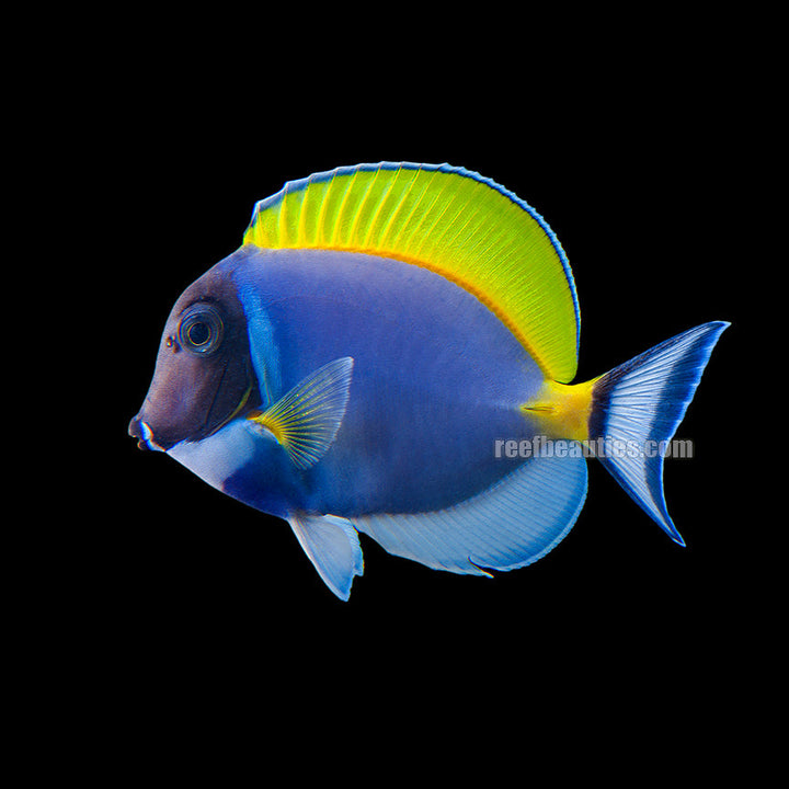 Reef Beauties: Saltwater Fish and Inverts Online