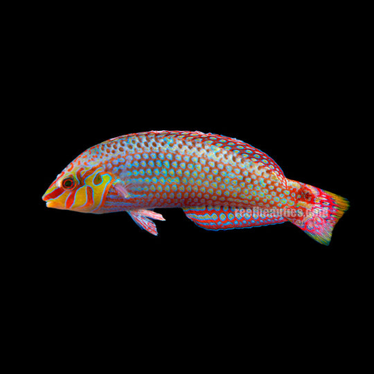 Reef Beauties: Saltwater Fish and Inverts Online