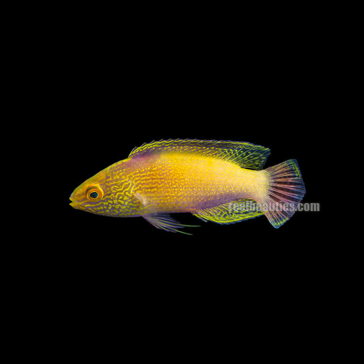 Reef Beauties: Saltwater Fish and Inverts Online