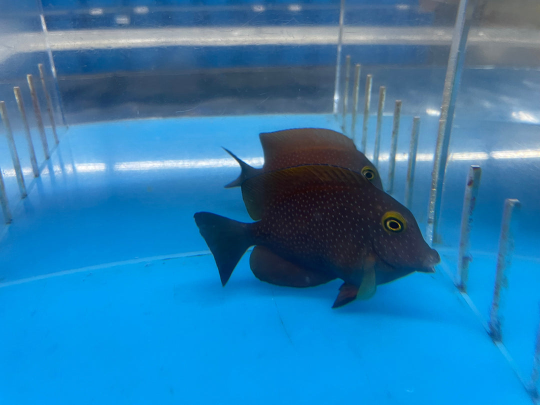 Reef Beauties: Saltwater Fish and Inverts Online